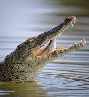 Top 5 Activities to do in Tadoba National Park