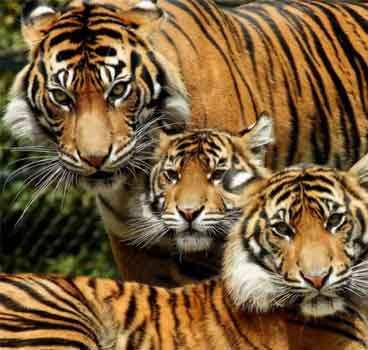Tigers of Tadoba National park, Tadoba Andhari Tiger Reserve