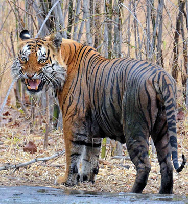 Best time to visit Tadoba, Tadoba Best time to explore, Best time to go ...